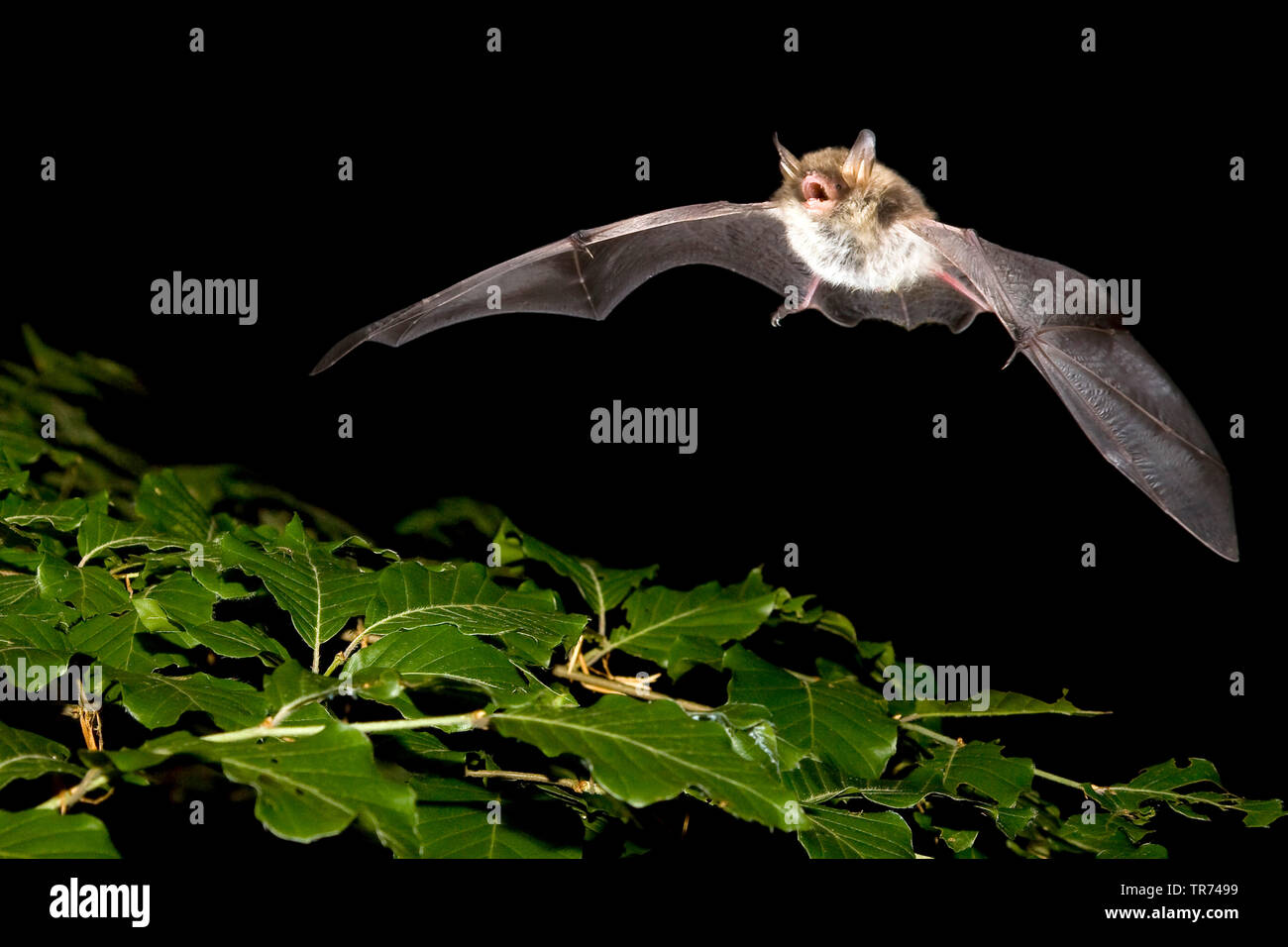 Natterer's bat (Myotis nattereri), hunting at night, Netherlands Stock ...