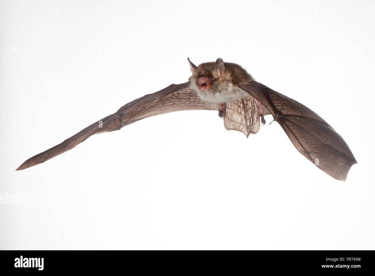 Natterer's bat (Myotis nattereri), flying, cutout, Netherlands Stock ...