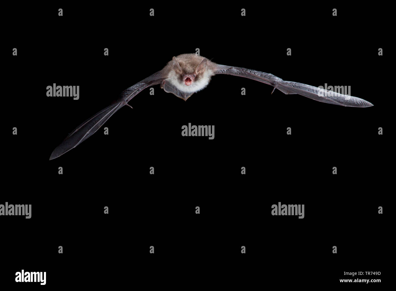 Natterer's bat (Myotis nattereri), hunting at night, Netherlands Stock ...