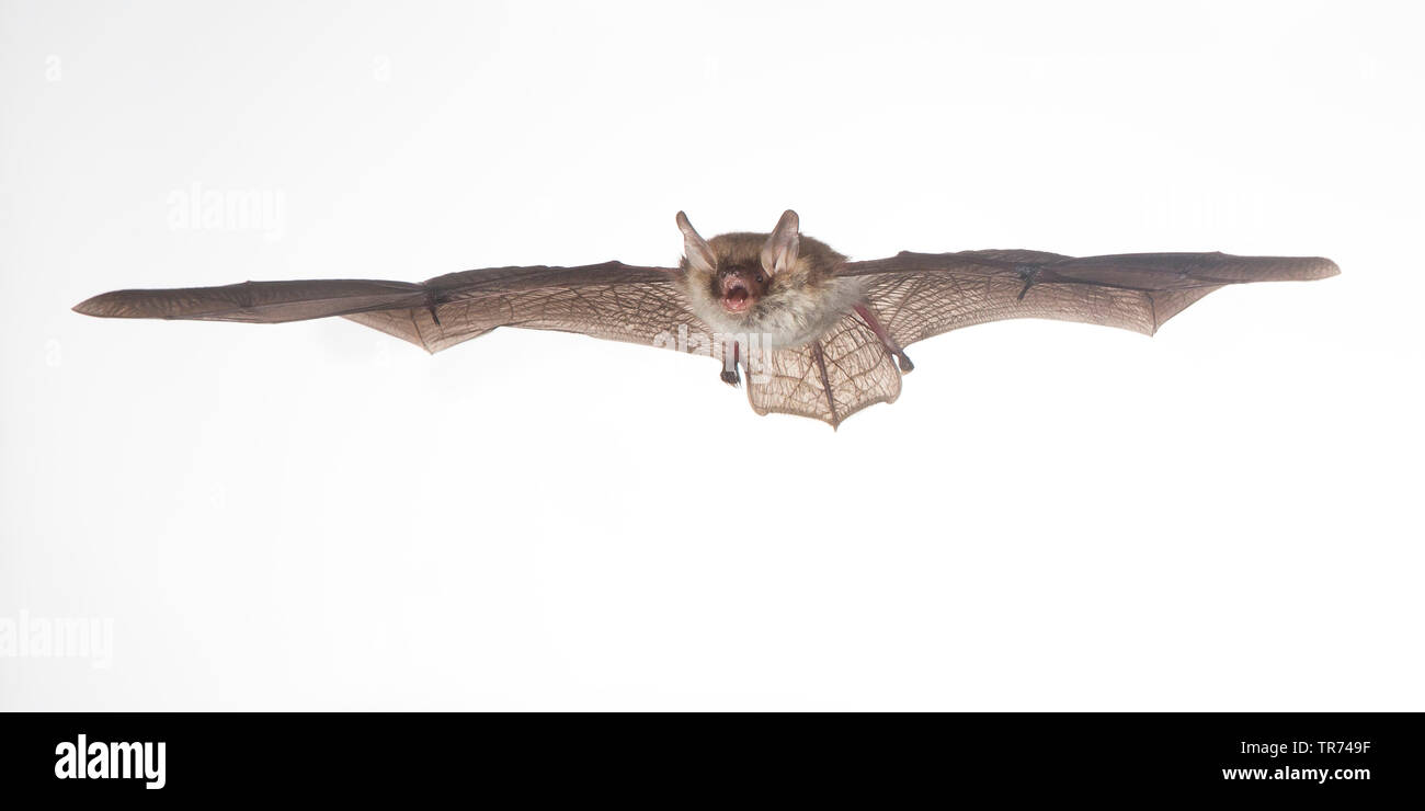 Natterer's bat (Myotis nattereri), flying, cutout, Netherlands Stock ...