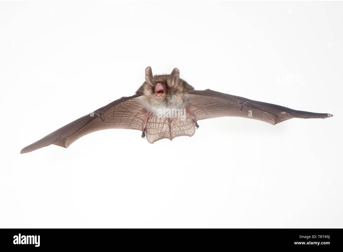 Natterer's bat (Myotis nattereri), flying, cutout, Netherlands Stock ...