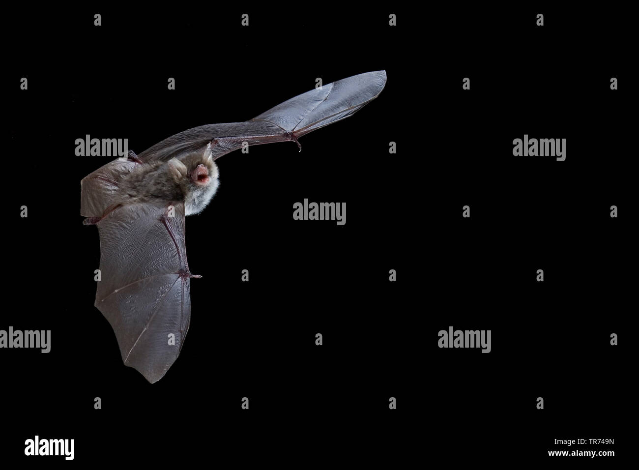 Natterer's bat (Myotis nattereri), hunting at night, Netherlands Stock ...