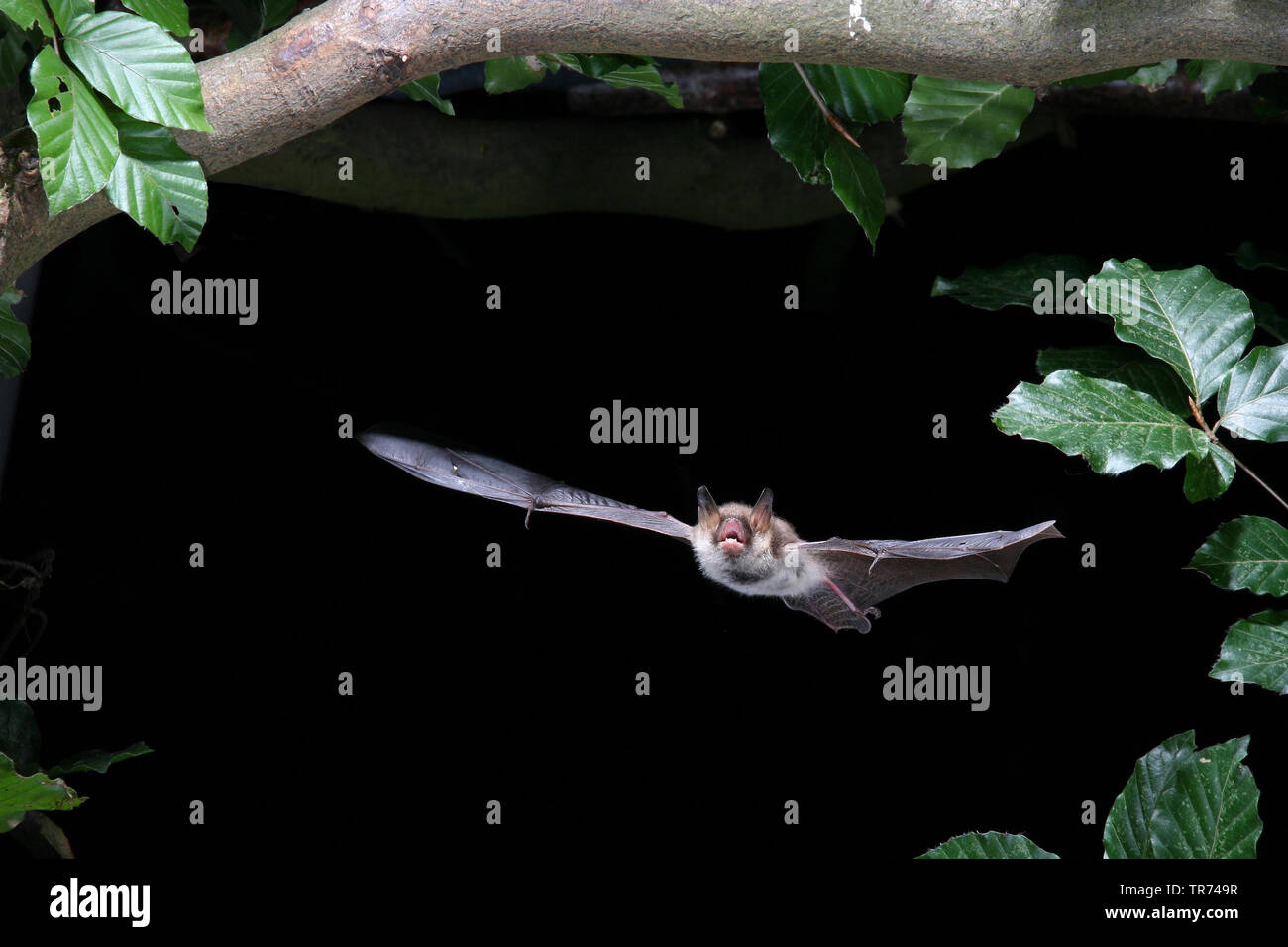 Natterer's bat (Myotis nattereri), hunting at night, Netherlands Stock ...