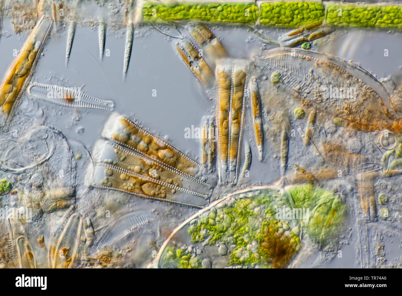 Diatom Blood Under A Microscope