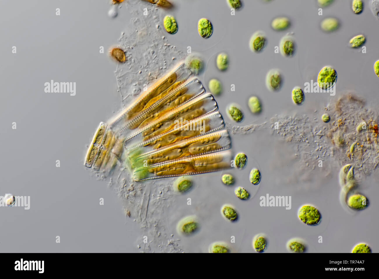 diatom (Diatomeae), living diatoms from West Iceland, in differential ...