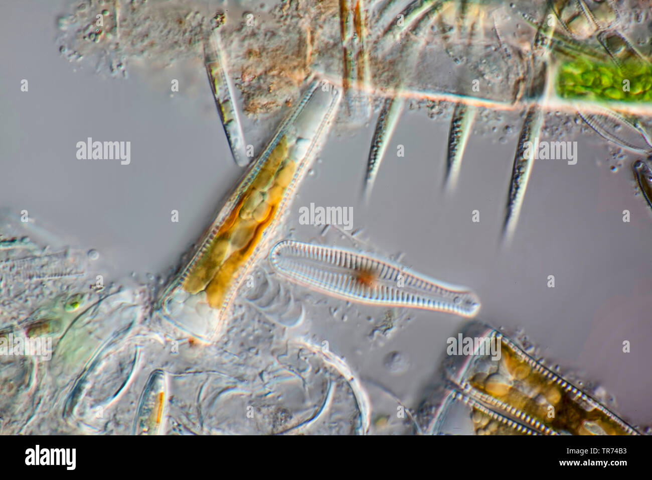 diatom (Diatomeae), living diatoms from West Iceland, in differential ...