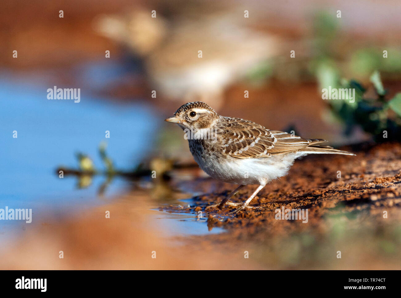 lesser short-toed lark (Calandrella rufescens apetzii, Calandrella ...