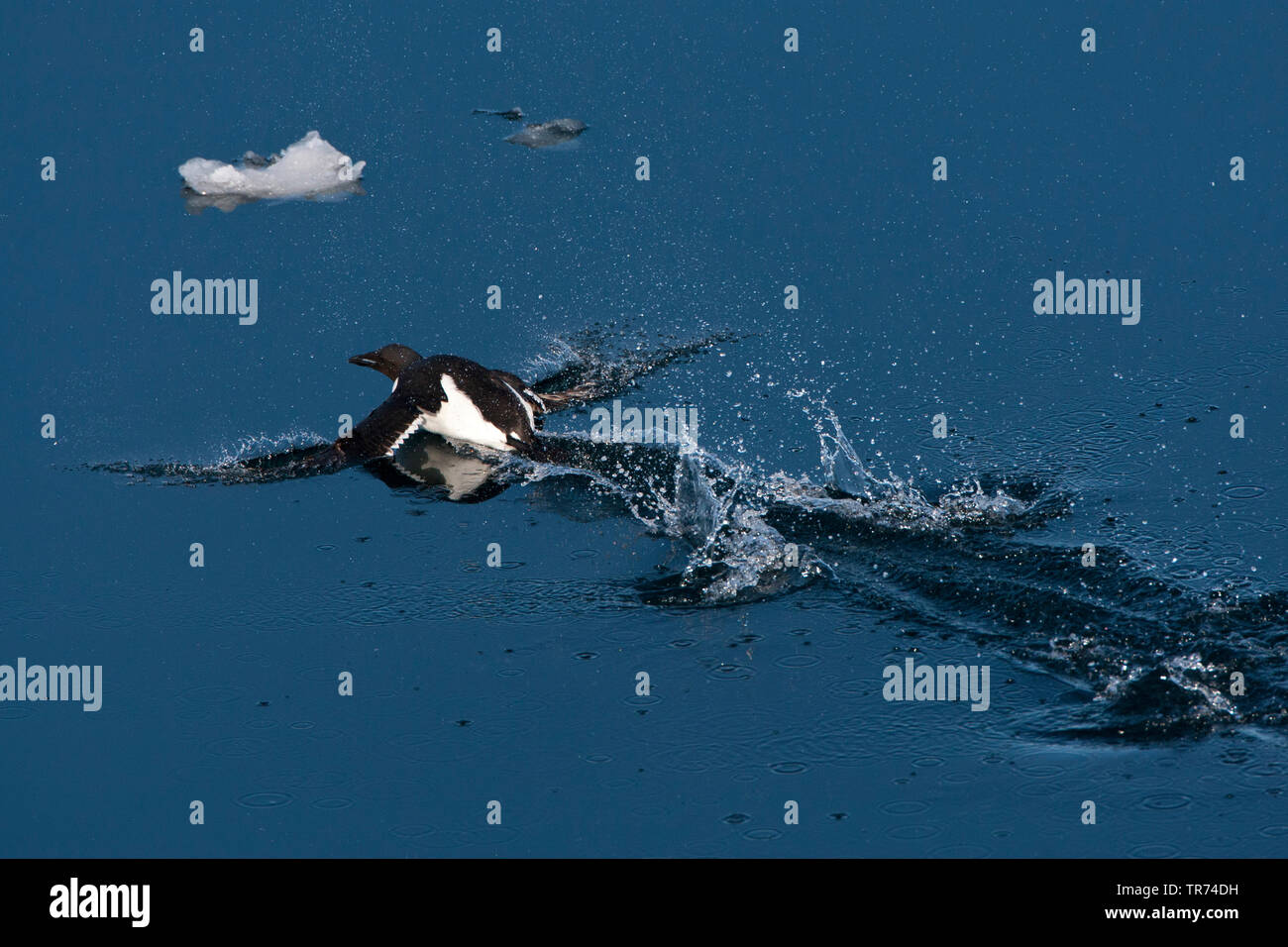 Svalbard food hi-res stock photography and images - Alamy