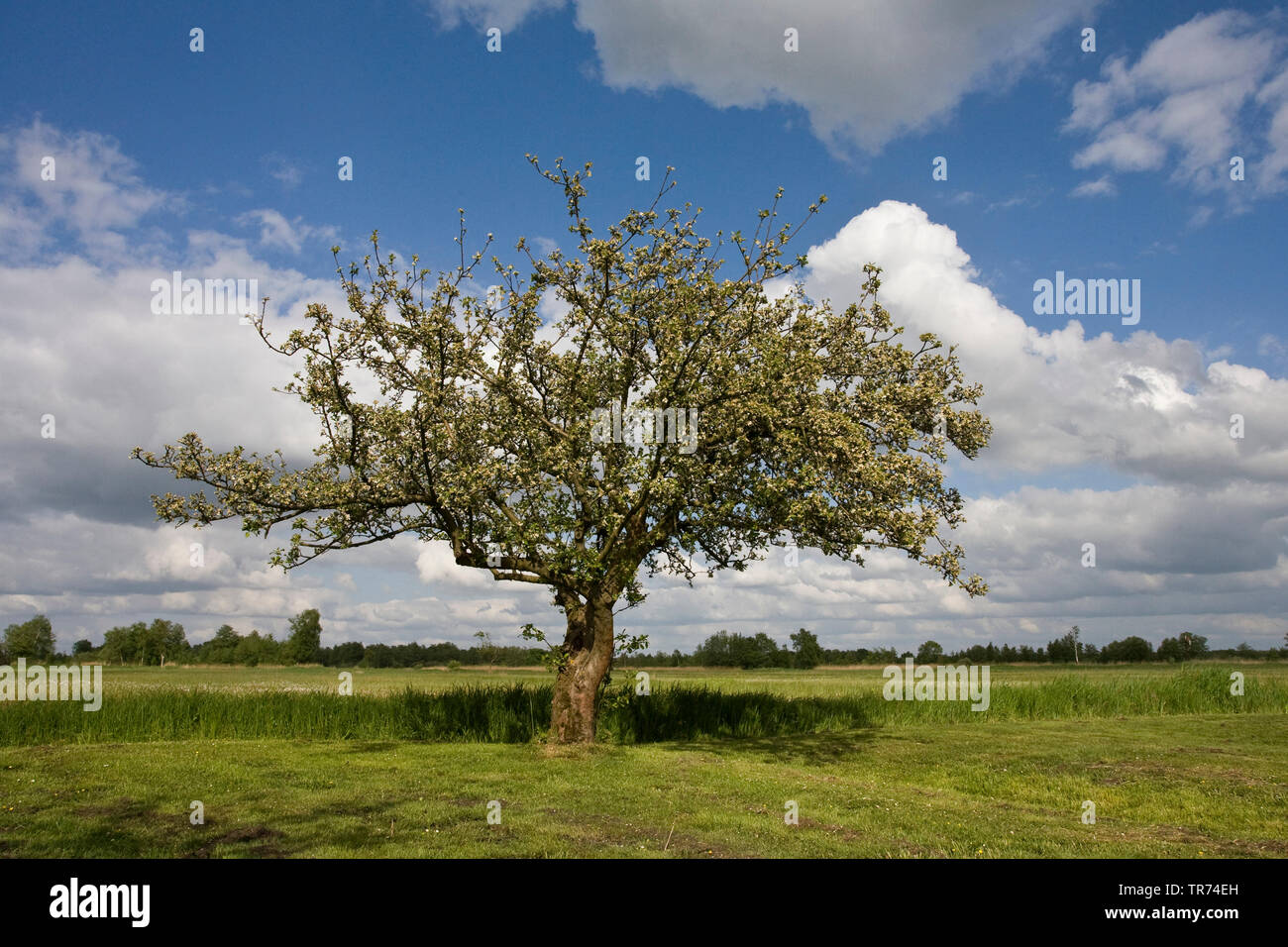 apple tree (Malus domestica), bloominh apple tree, Netherlands ...