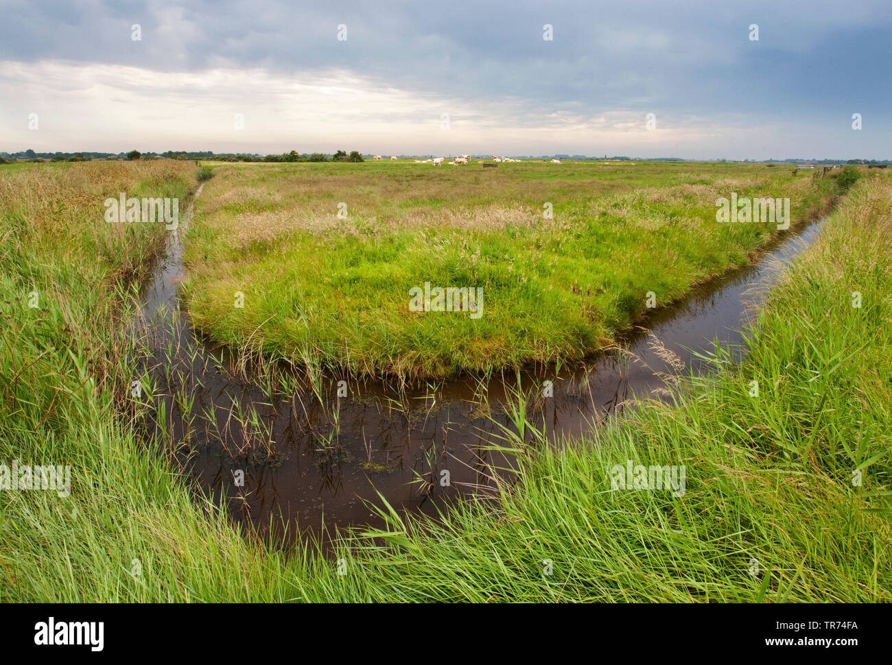 Yerseke Moer, Netherlands, Zeeland, Yerseke Stock Photo - Alamy