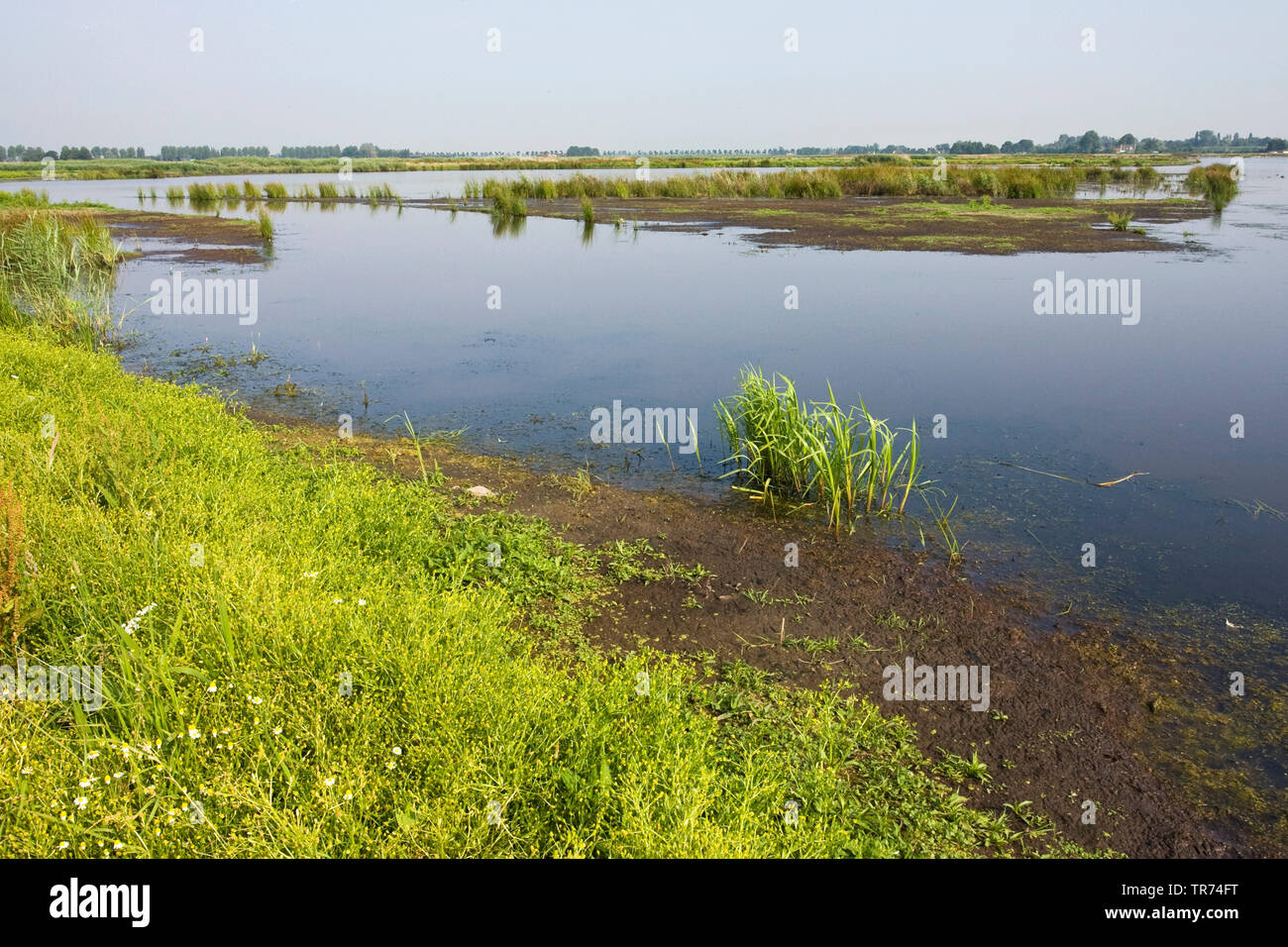 Groene Jonker, Netherlands, Zevenhoven Stock Photo - Alamy