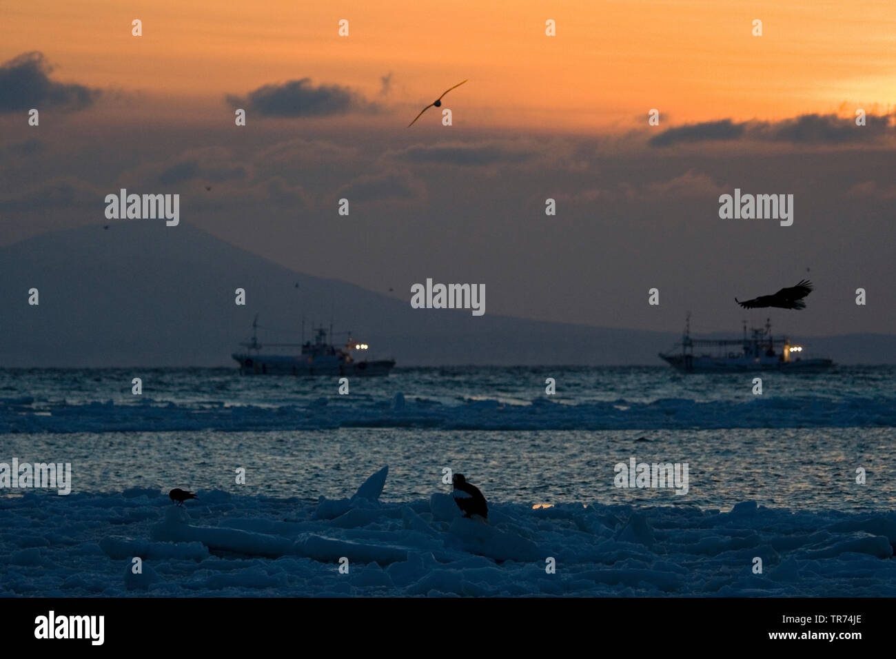 Pack-ice for the coast of Hokkaido Japan, Japan, Hokkaido Stock Photo ...