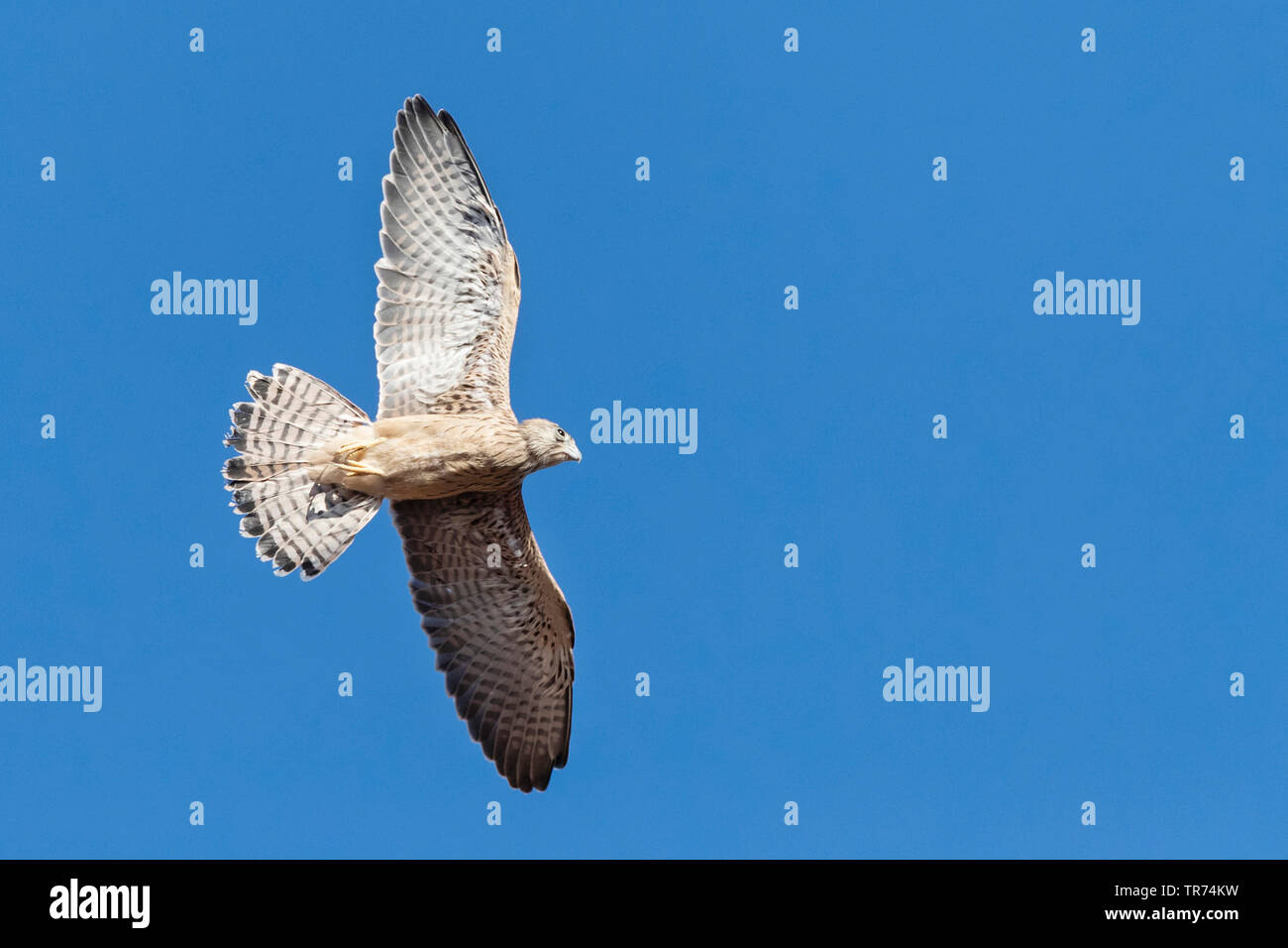 Lesser kestrel falco naumanni flying hi-res stock photography and ...