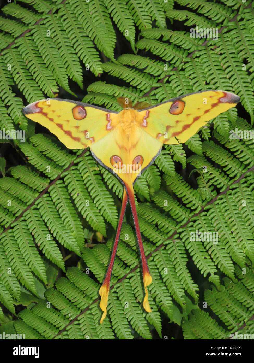 Malaysian Moon Moth
