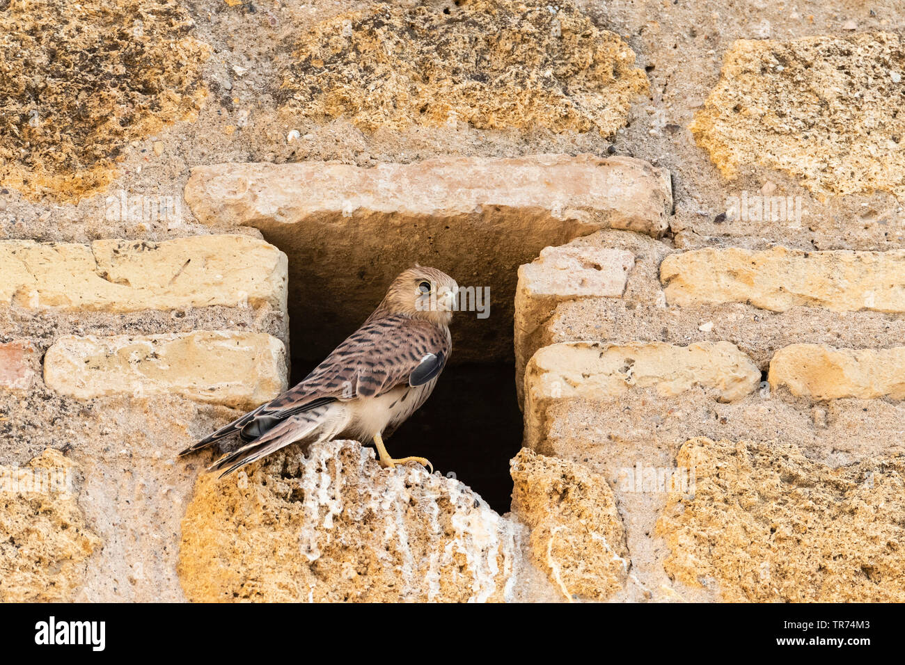 lesser kestrel (Falco naumanni), Spain Stock Photo - Alamy
