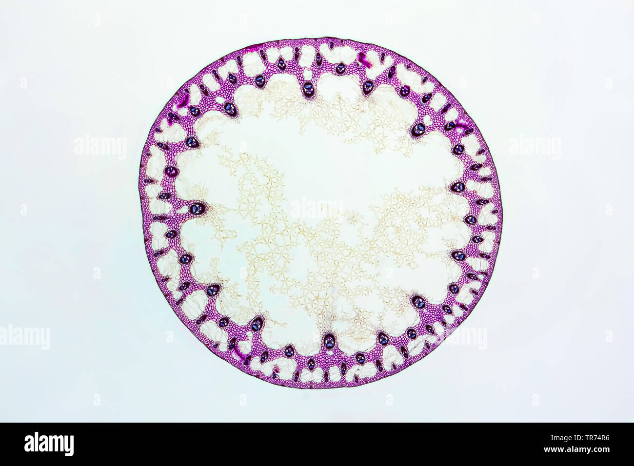 Leucosolenia Cross Section
