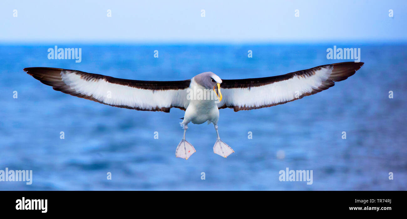 Northern Buller's Albatross, Buller's albatross, Buller's mollymawk ...