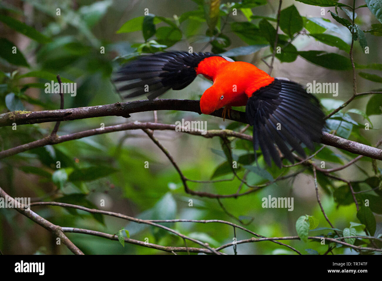 Andean cock-of-the-rock, tunki (Rupicola peruviana), sitting on a ...
