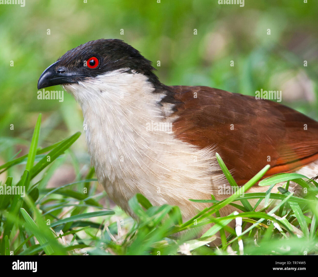 Senegal coucal centropus senegalensis hi-res stock photography and ...