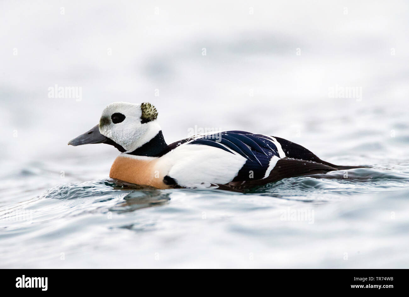Stellers eider hi-res stock photography and images - Alamy