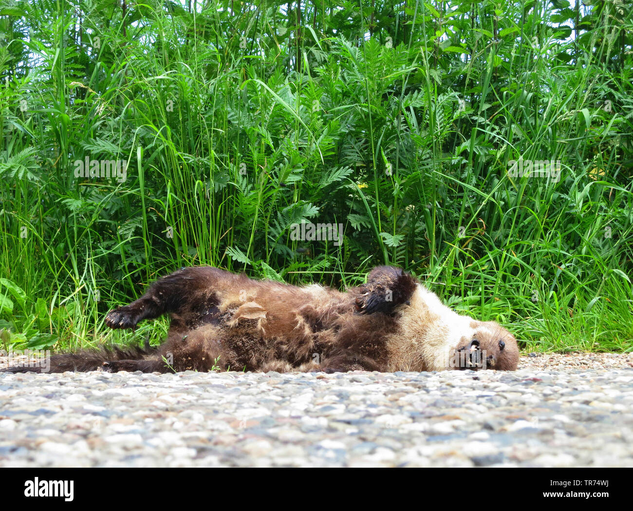 Car marten hi-res stock photography and images - Alamy
