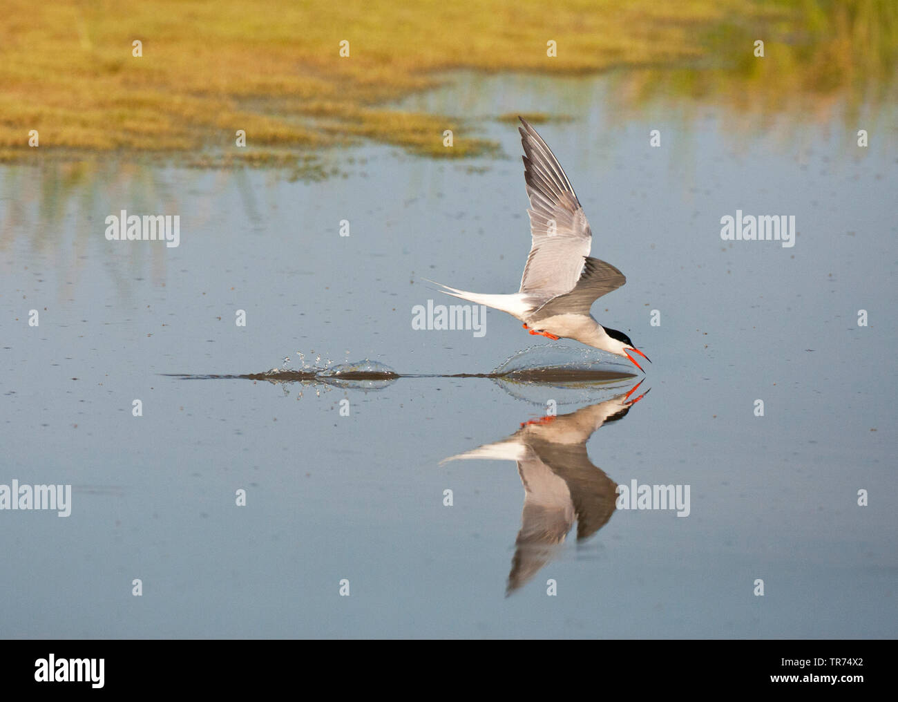 Common tern (Sterna hirundo), drinking in flight, Greece, Lesbos ...