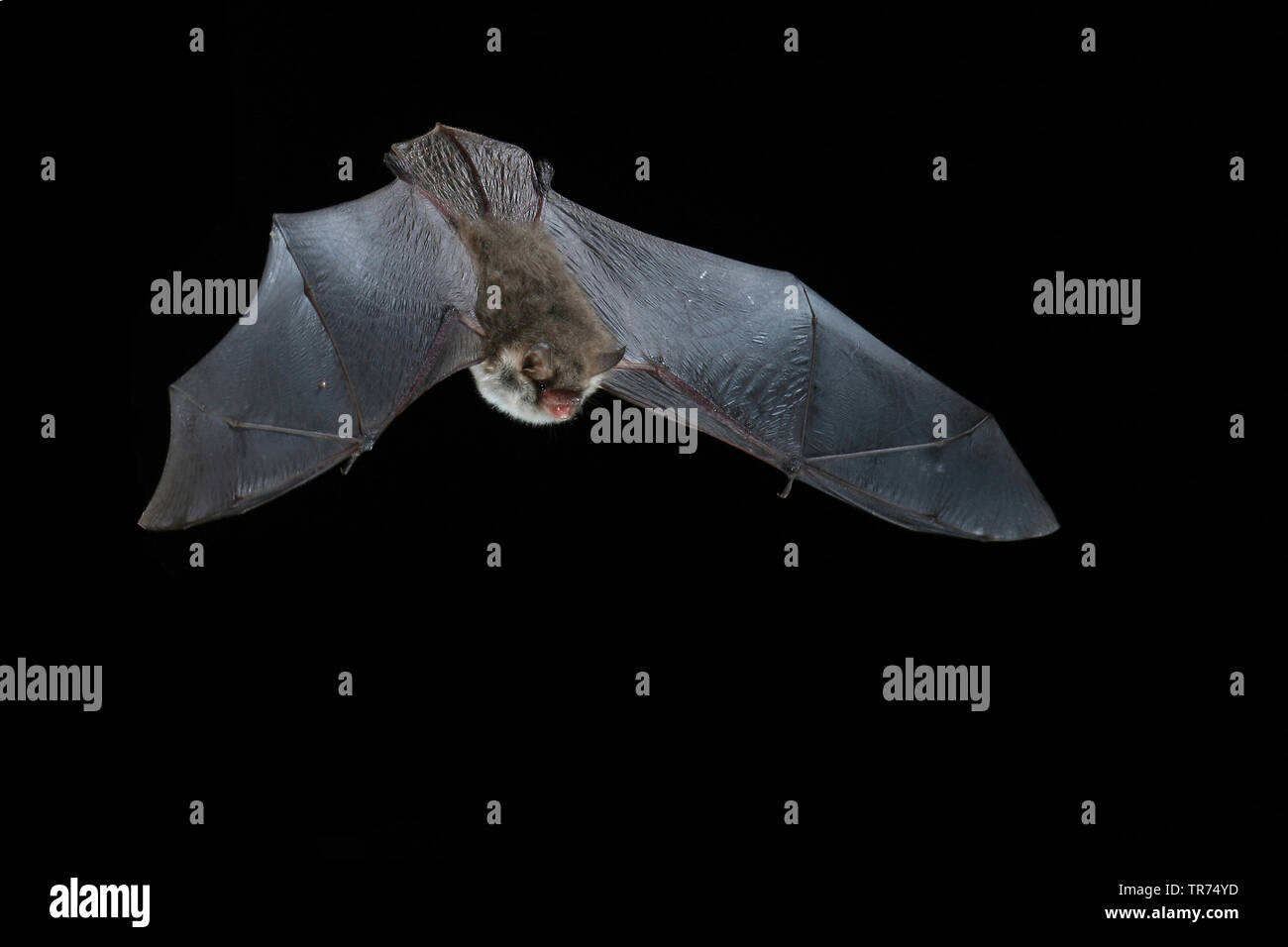 Natterer's bat (Myotis nattereri), hunting at night, Netherlands Stock ...