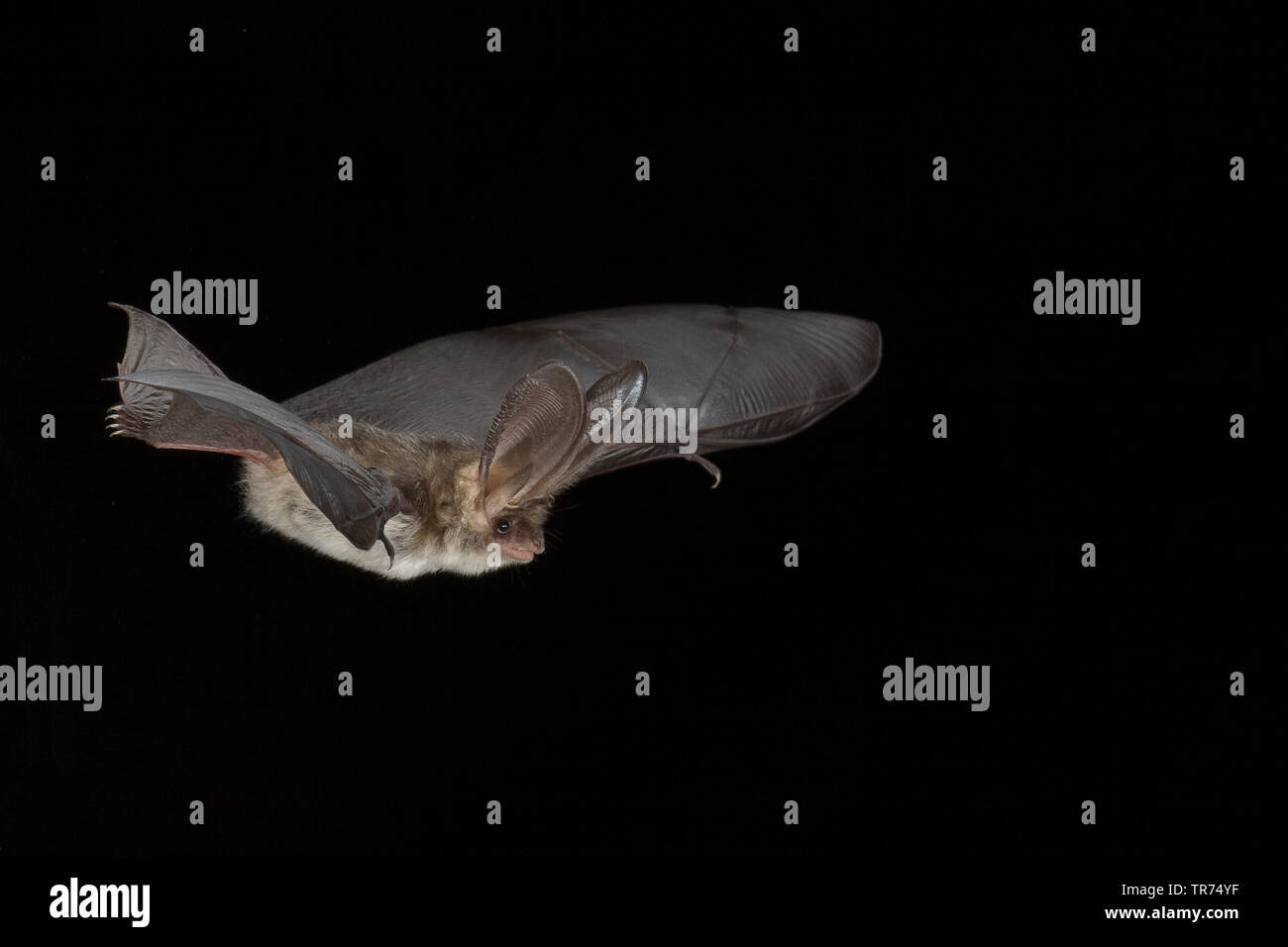 grey long-eared bat (Plecotus austriacus), hunting at night, Belgium ...