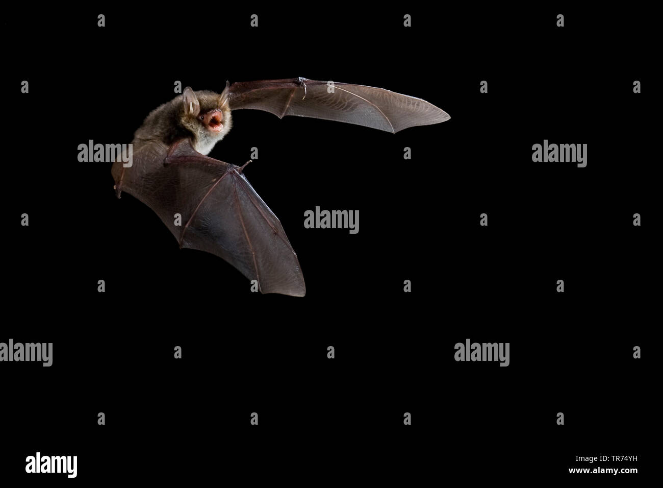 Natterer's bat (Myotis nattereri), hunting at night, Netherlands Stock ...