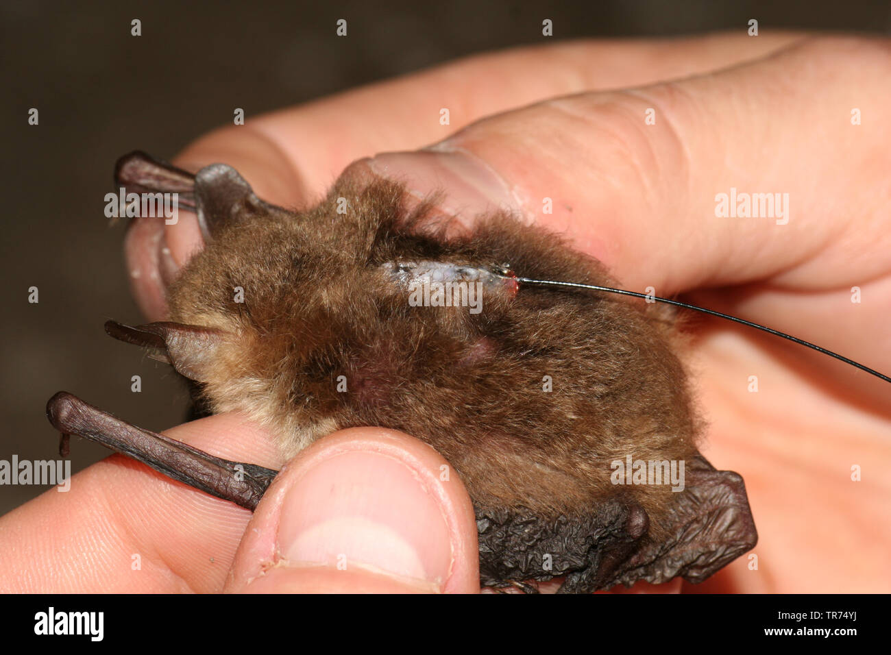 Natterer's bat (Myotis nattereri), holding in a hand, Netherlands Stock ...