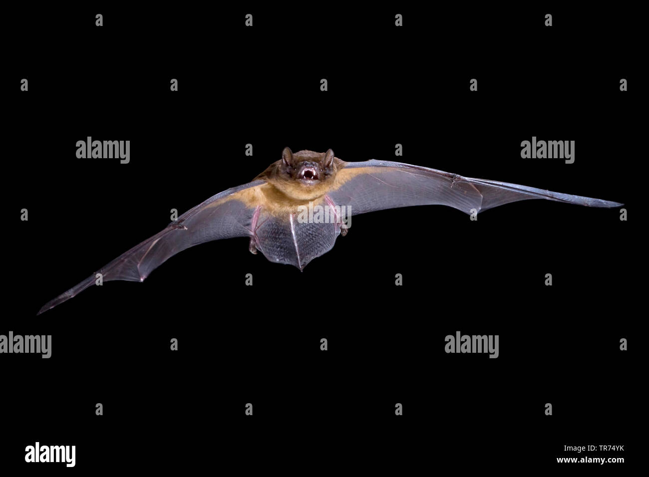 noctule (Nyctalus noctula), hunting at night, Netherlands Stock Photo ...