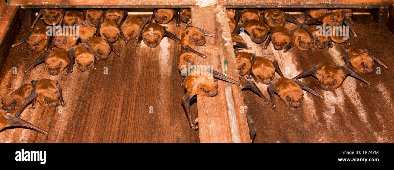 noctule (Nyctalus noctula), group hanging in a batbox, Netherlands ...