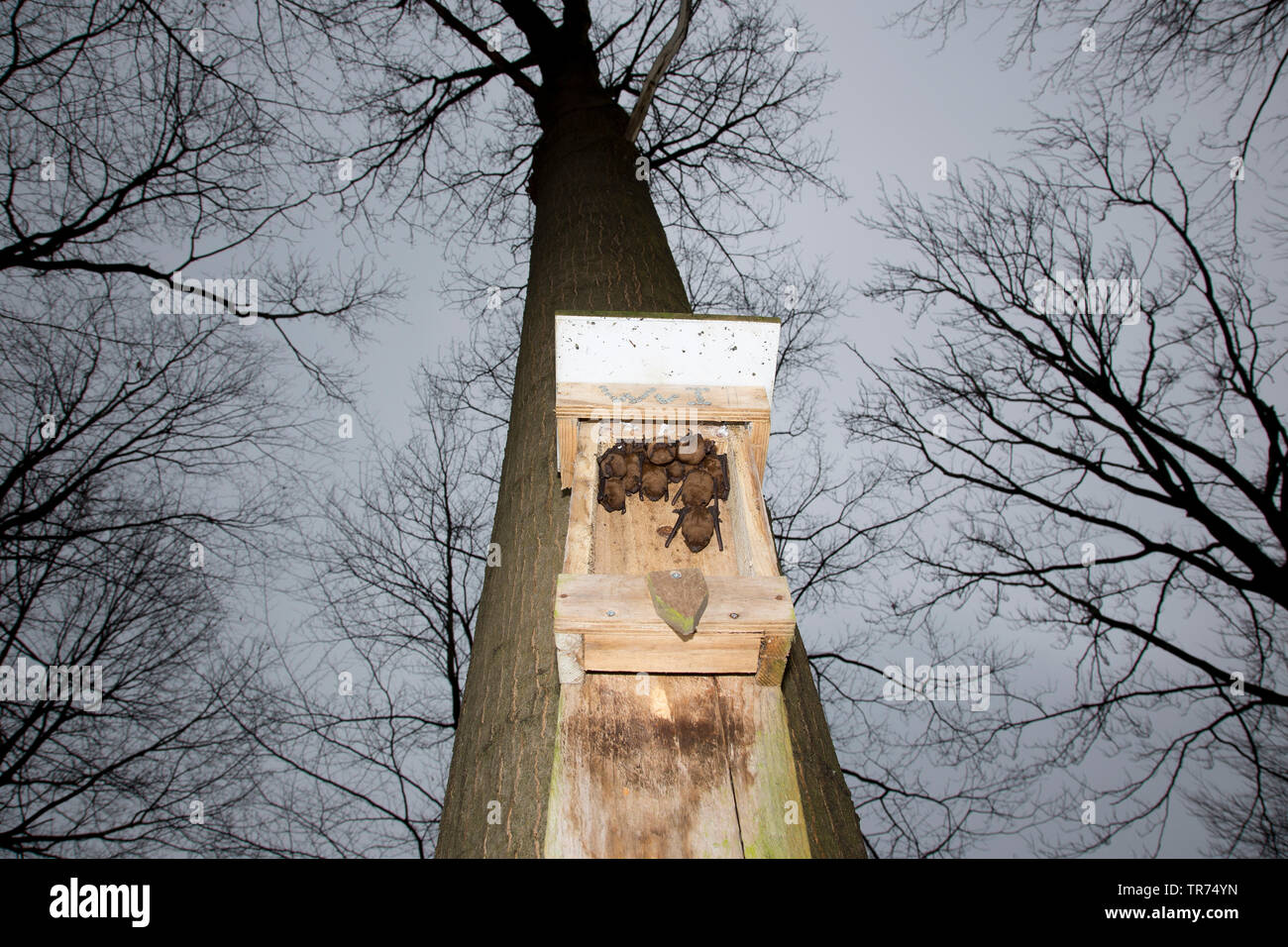 noctule (Nyctalus noctula), in opened batbox on a tree, Netherlands ...