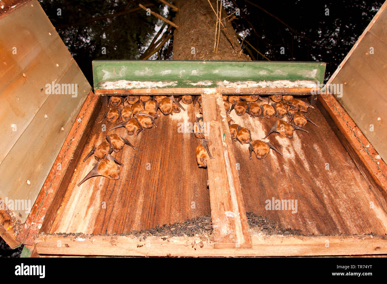 noctule (Nyctalus noctula), group hanging in a batbox, Netherlands ...