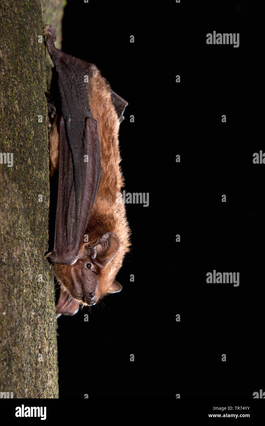 noctule (Nyctalus noctula), hanging on a tree trunk, Netherlands Stock ...