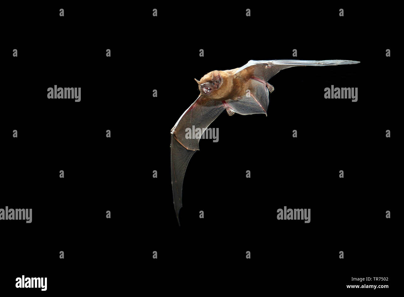 noctule (Nyctalus noctula), hunting at night, Netherlands Stock Photo ...