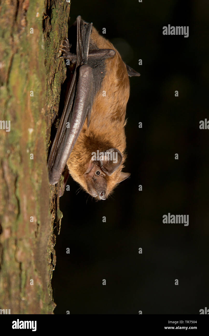 noctule (Nyctalus noctula), hanging on a tree trunk, Netherlands Stock ...