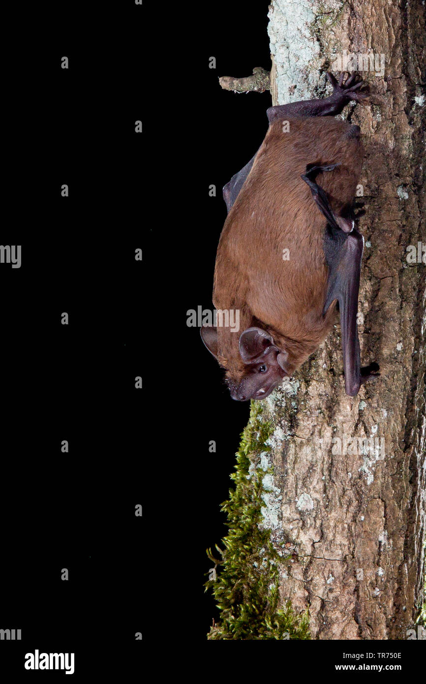 noctule (Nyctalus noctula), hanging on a tree, Netherlands Stock Photo ...