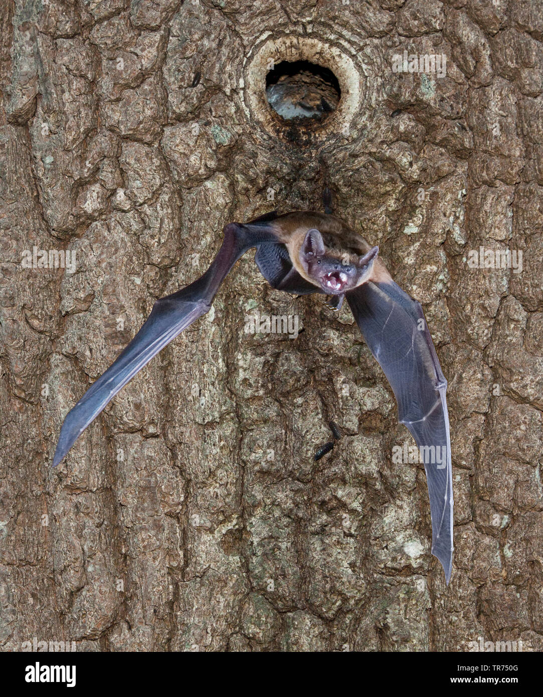 noctule (Nyctalus noctula), hunting at night, Netherlands Stock Photo ...