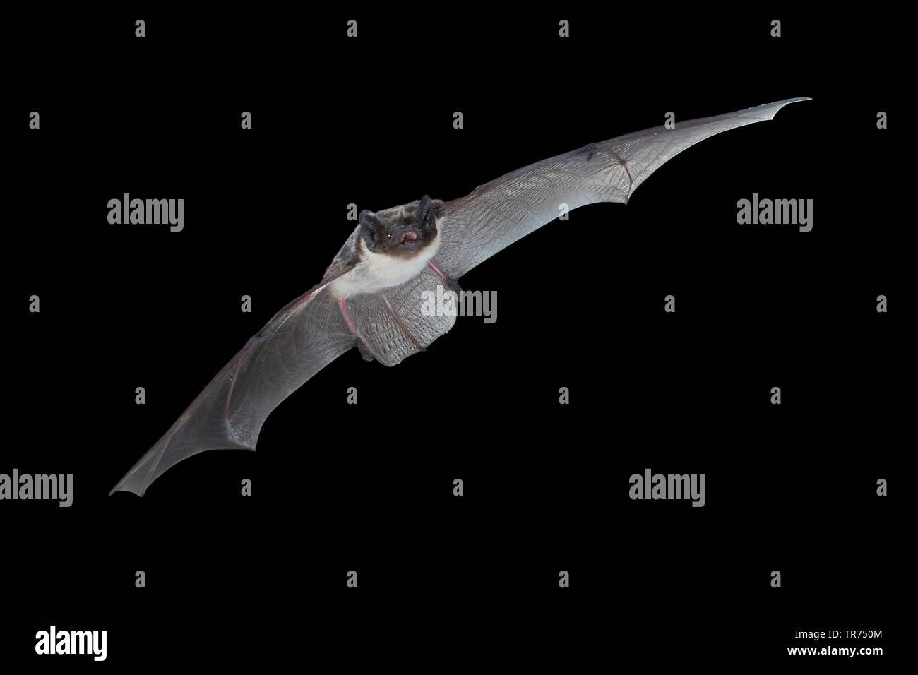 Vespertilio murinus hi-res stock photography and images - Alamy