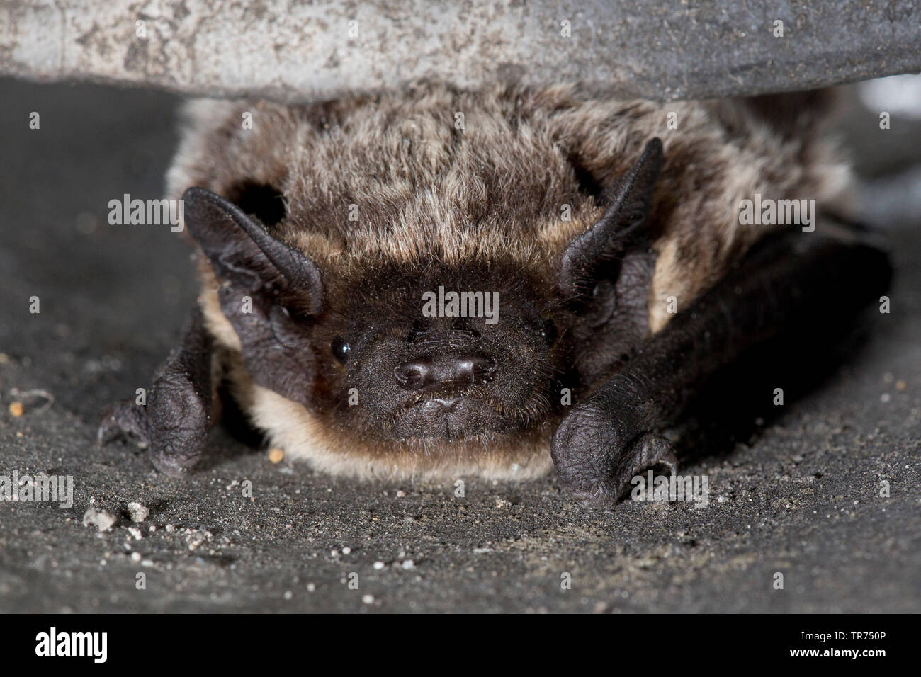 parti-colored bat (Vespertilio murinus), in a niche, Netherlands Stock ...