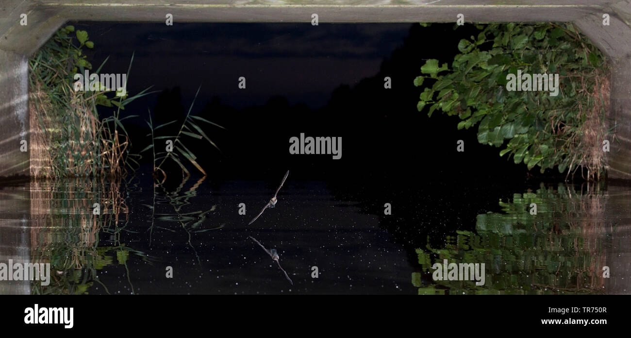 pond bat (Myotis dasycneme), hunting at night, Netherlands Stock Photo ...