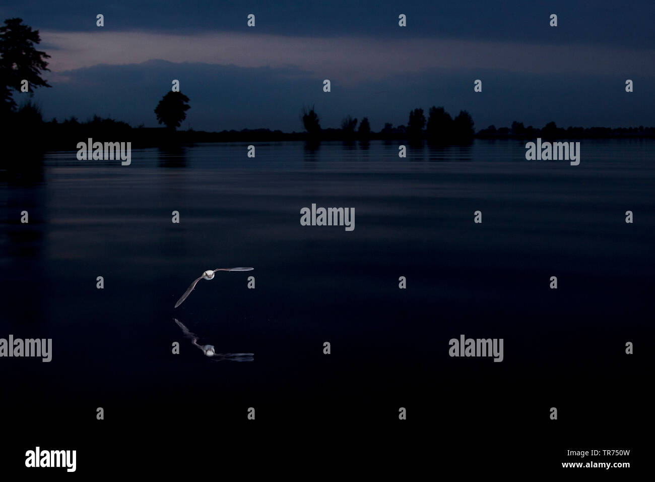 pond bat (Myotis dasycneme), hunting at night, Netherlands Stock Photo ...