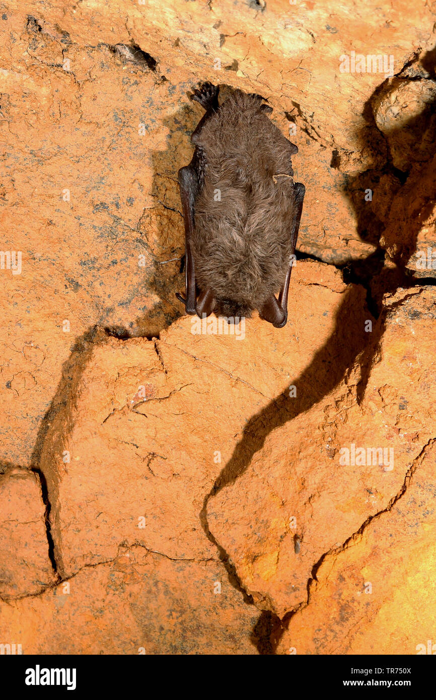 pond bat (Myotis dasycneme), hanging from cave ceiling, Germany Stock ...
