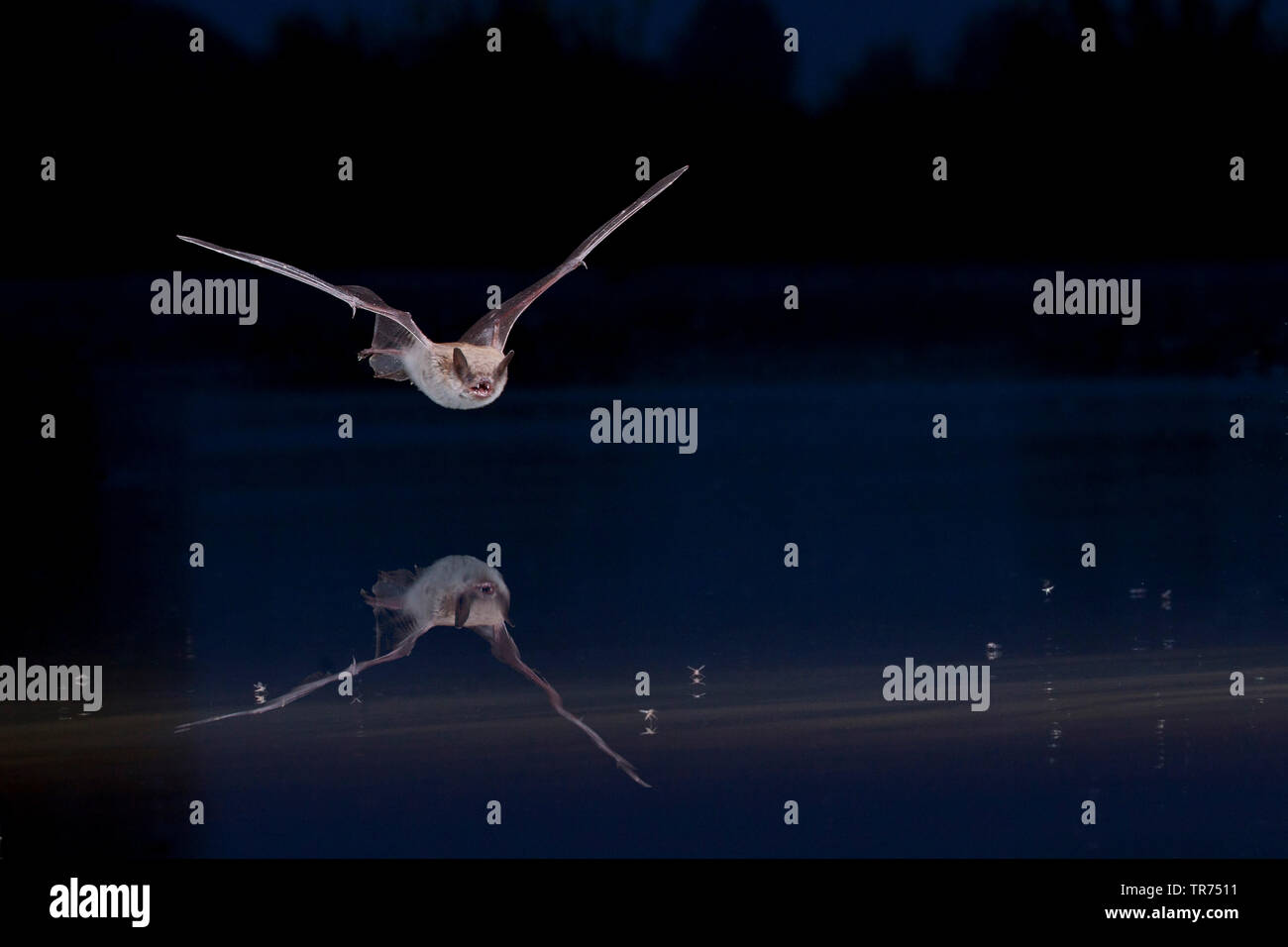 pond bat (Myotis dasycneme), hunting at night, Netherlands Stock Photo ...