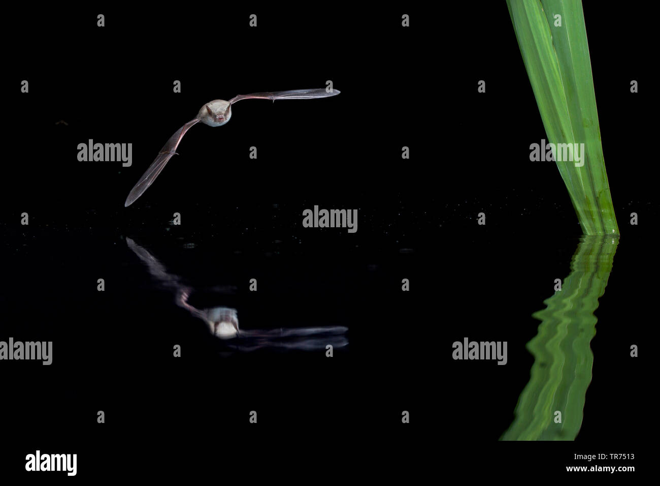 pond bat (Myotis dasycneme), hunting at night, Netherlands Stock Photo ...