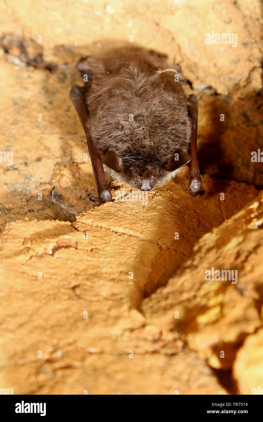 pond bat (Myotis dasycneme), hanging from cave ceiling, Germany Stock ...