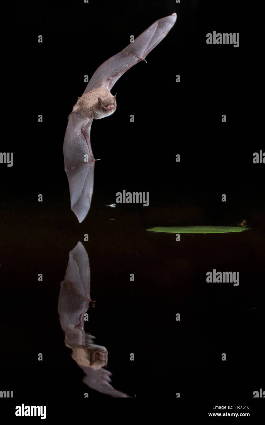 pond bat (Myotis dasycneme), hunting at night, Netherlands Stock Photo ...