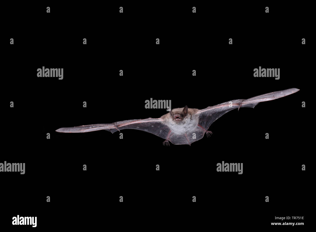 pond bat (Myotis dasycneme), hunting at night, Netherlands Stock Photo ...