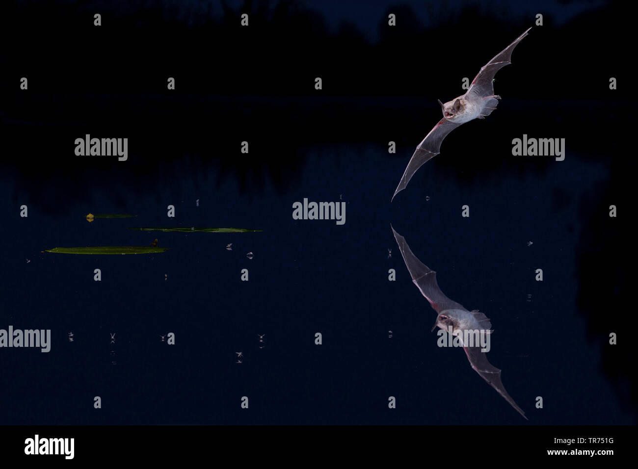 pond bat (Myotis dasycneme), hunting at night, Netherlands Stock Photo ...